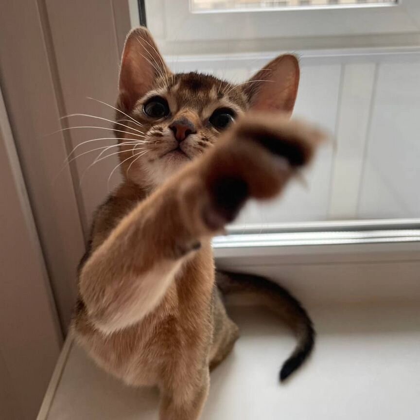 Абиссинская кошка