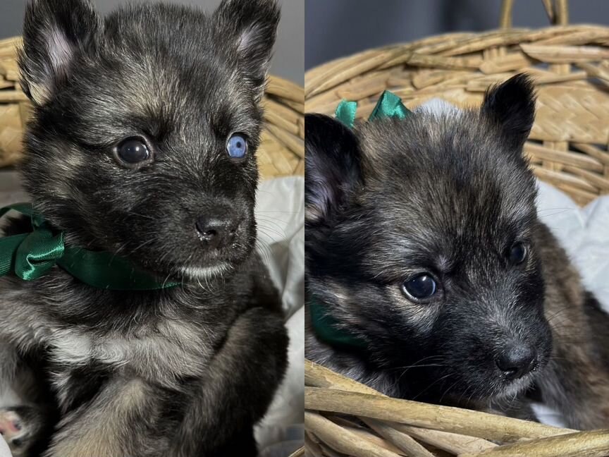 Щенок в добрые руки