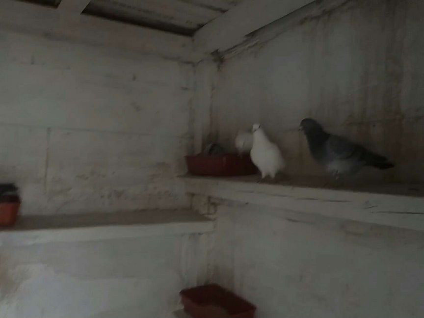 Голуби Английские Типплеры