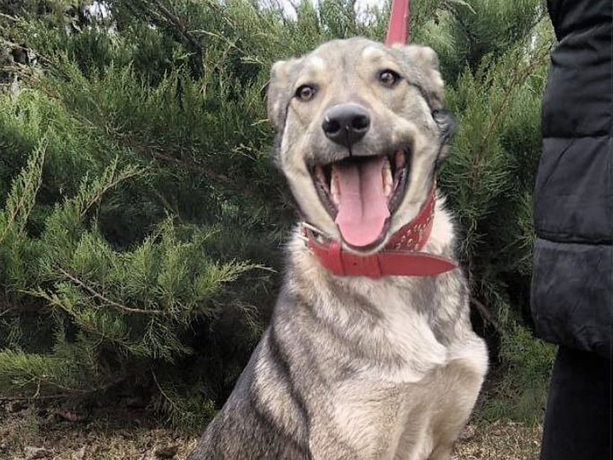 Обаятельная и привлекательная Дана ищет семью