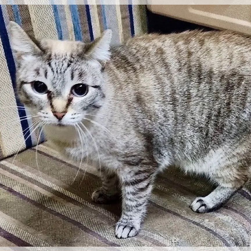 Сиамская, взрослая кошка