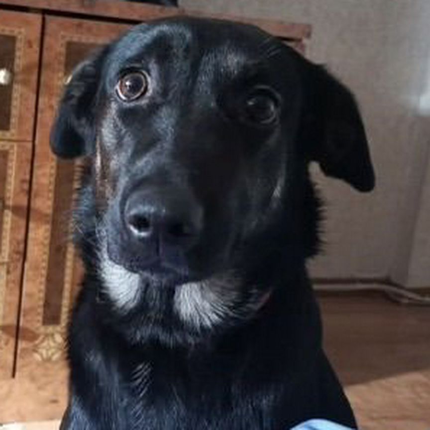Спасите собаку
