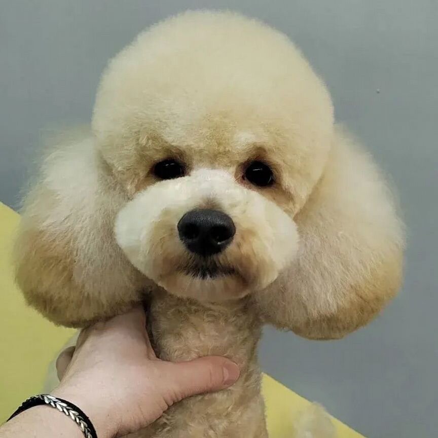 Той-пудель, вязка