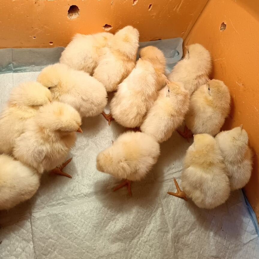 Леггорн цыплята суточные