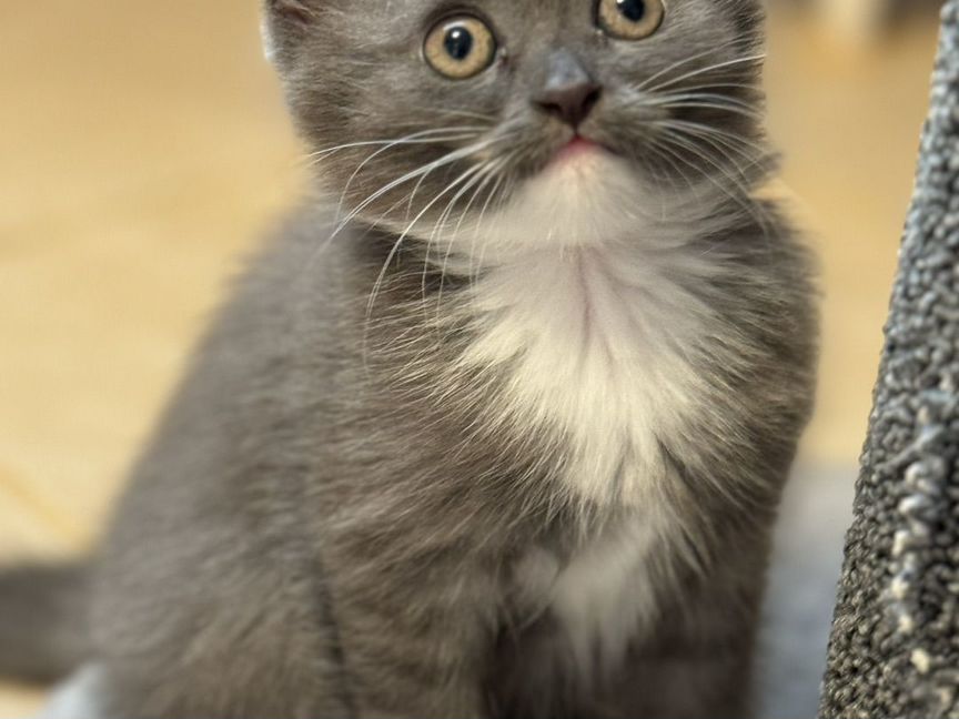 Шотландские вислоухие котята и прямоухие котята