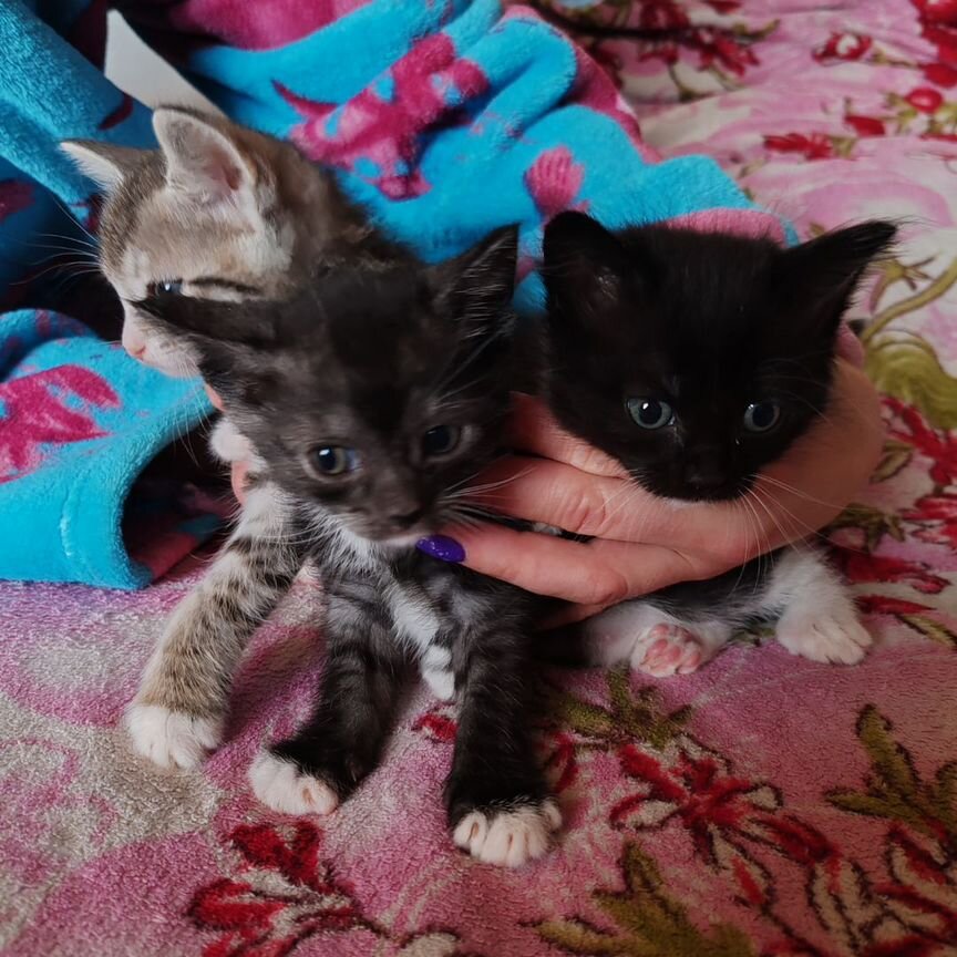 Котята в добрые руки бесплатно