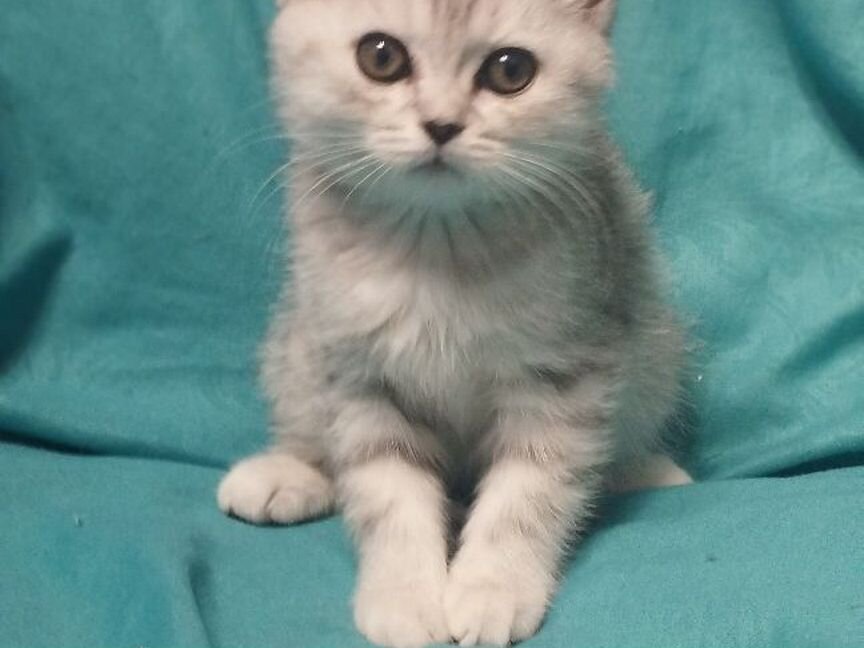 Котята шотландский мраморного окраса шиншиллы