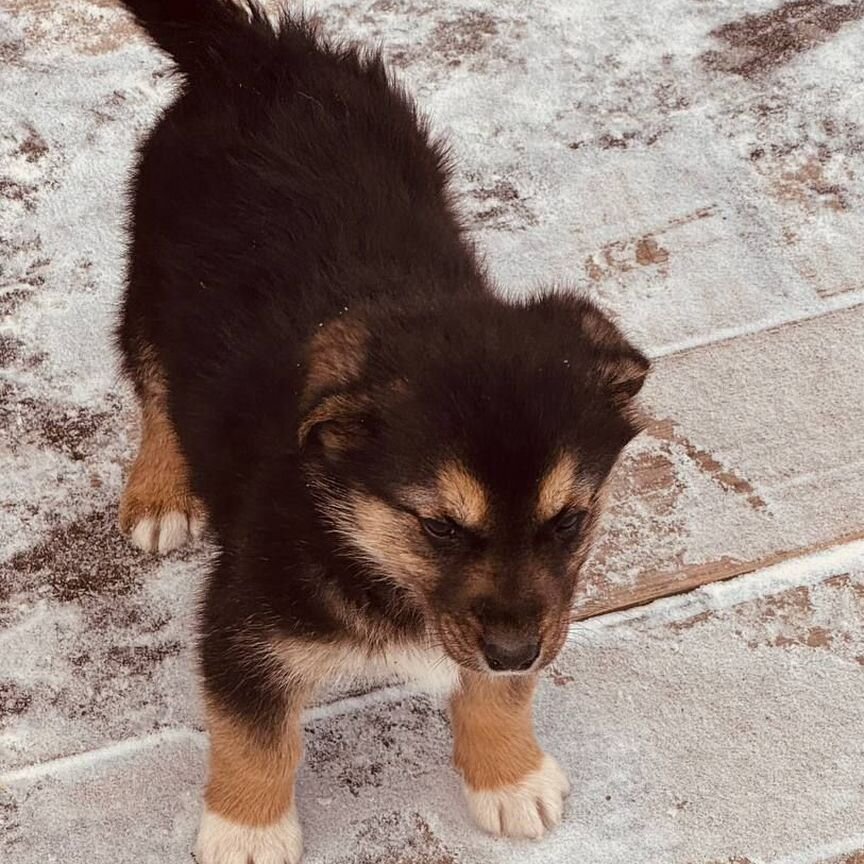 Щенок в добрые руки