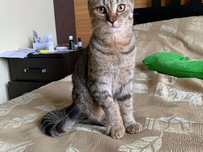 Кошечка 6 мес стерилизована