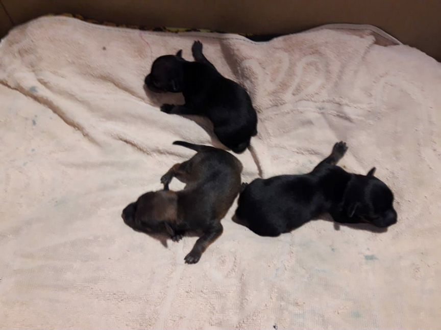 Мини той-терьер щенки