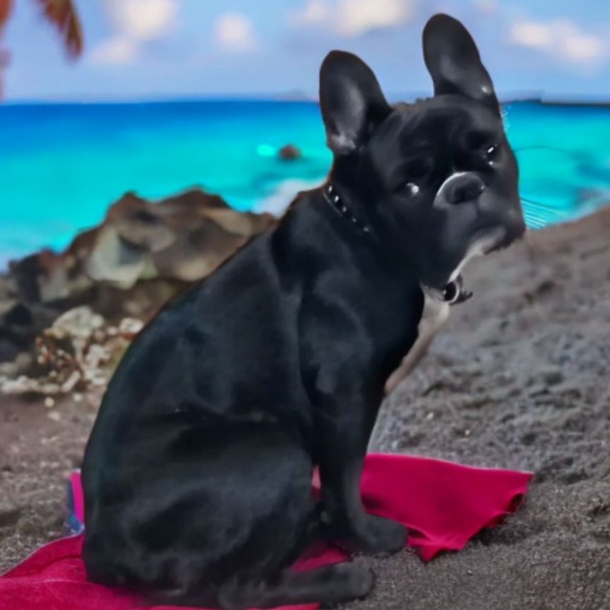 Французский бульдог, девочка,3года