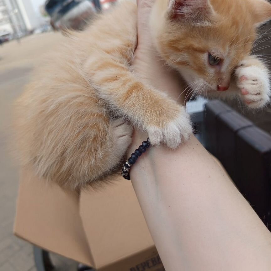 Котята в добрые руки