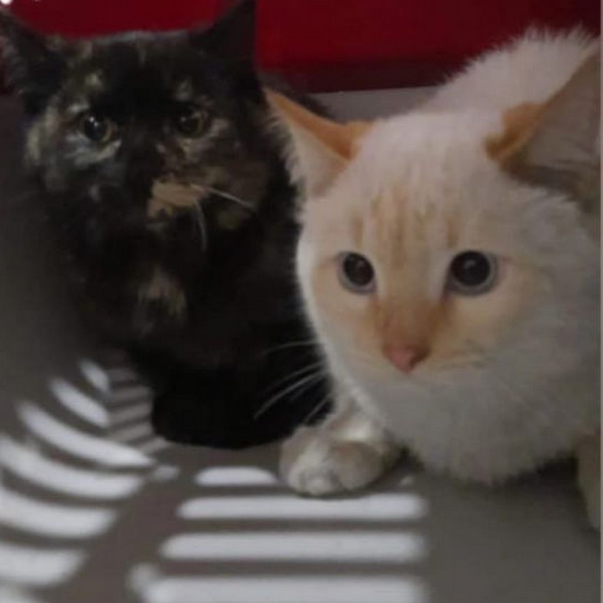 Котята подростки