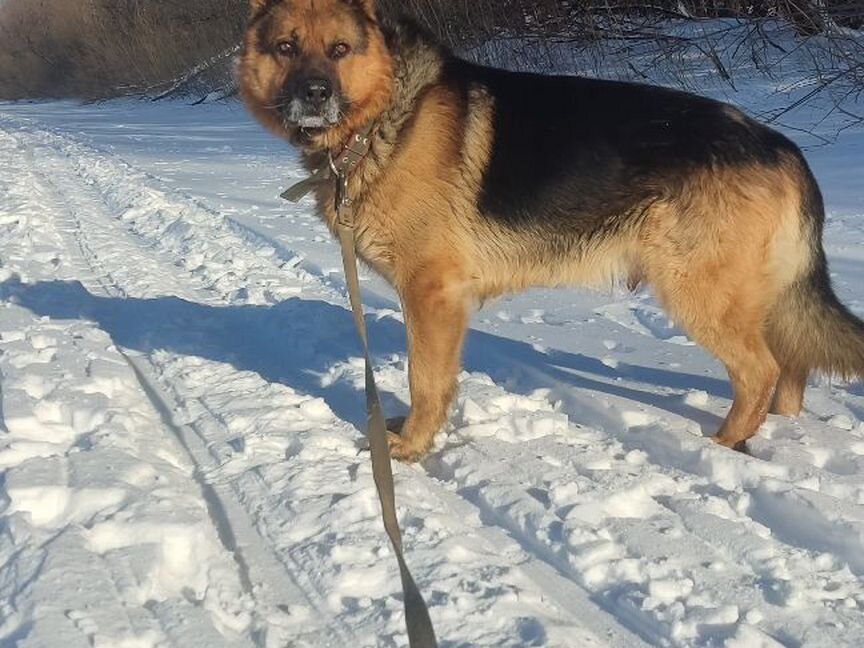 Немецкая овчарка (вязка кабель)