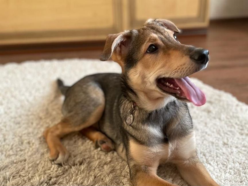 Щенок в добрые руки бесплатно