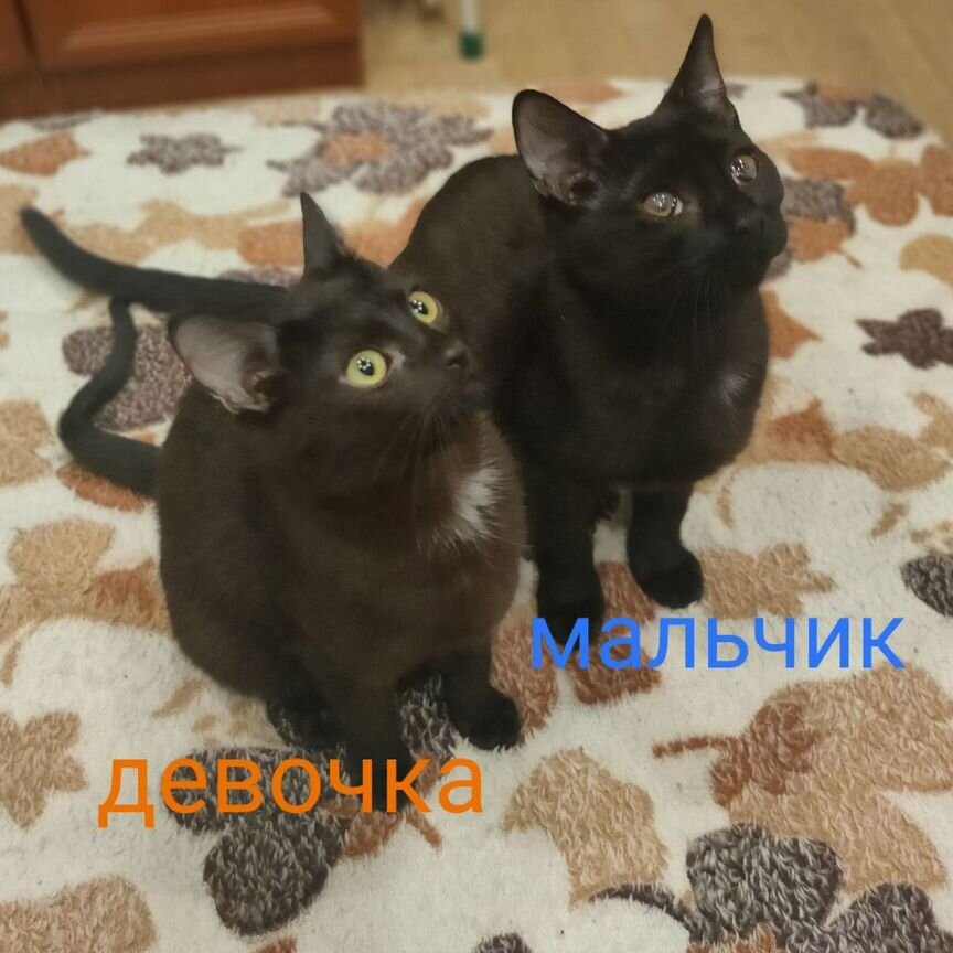 Котята 4 месяца