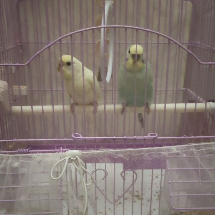 Волнистый попугай