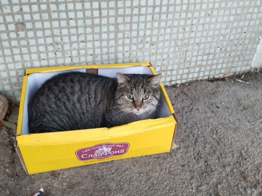 Кот в добрые руки