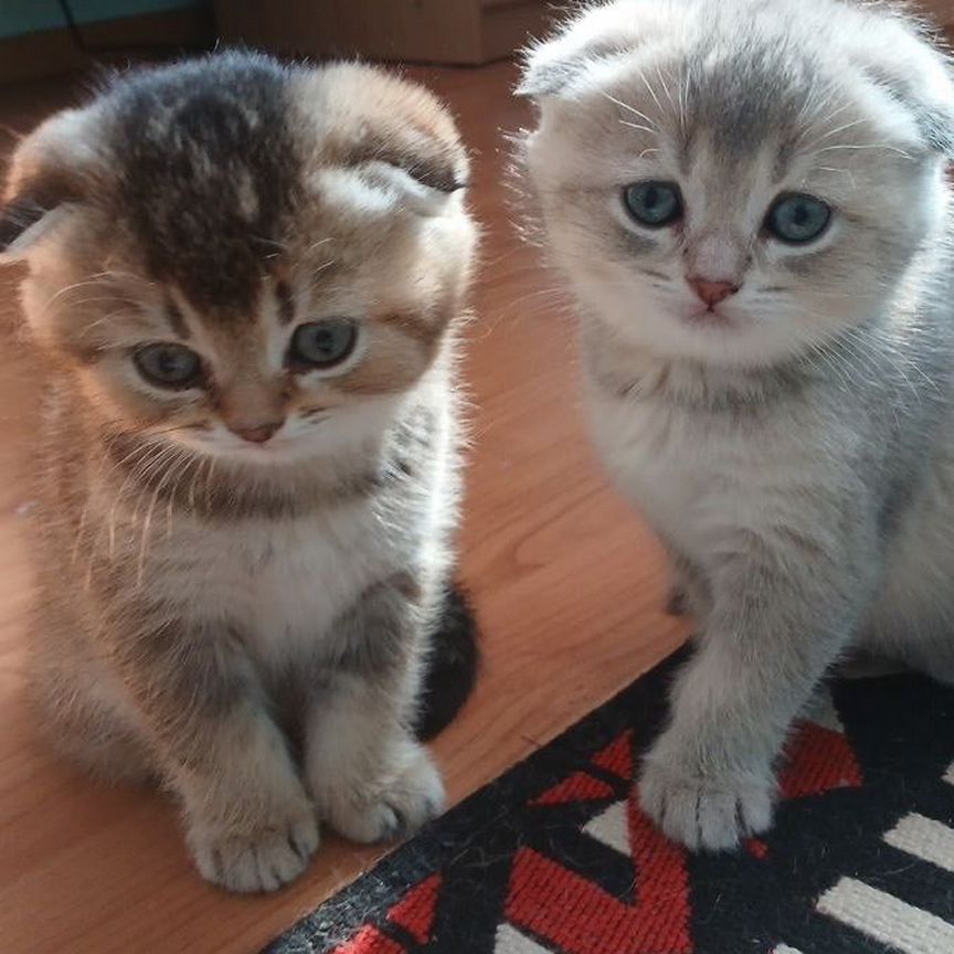 Шотландский вислоухий короткошёрстный котёнок