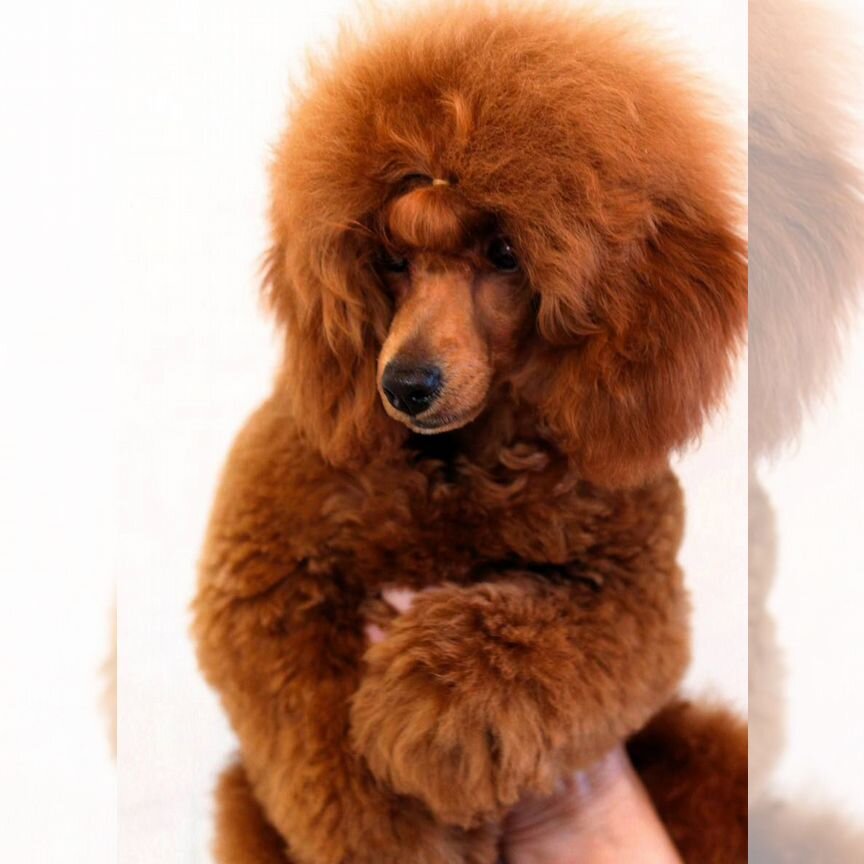 Той-пудель, щенок