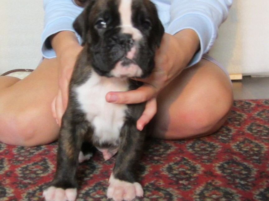 Тигровые боксеры