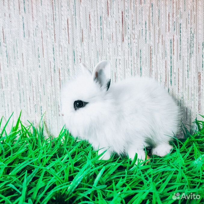 Мини карликовый кролик - королевский редкий