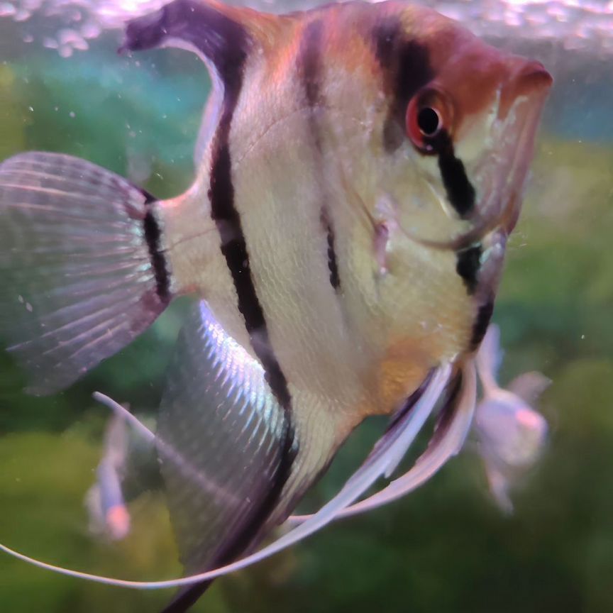 Аквариумные рыбки