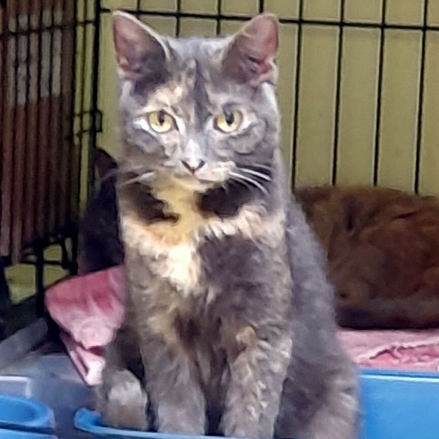 Взрослая кошка в добрые руки