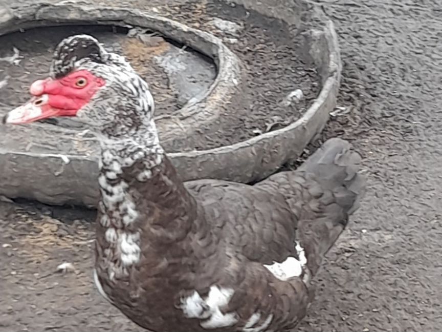 Селезень тяжёлой линии