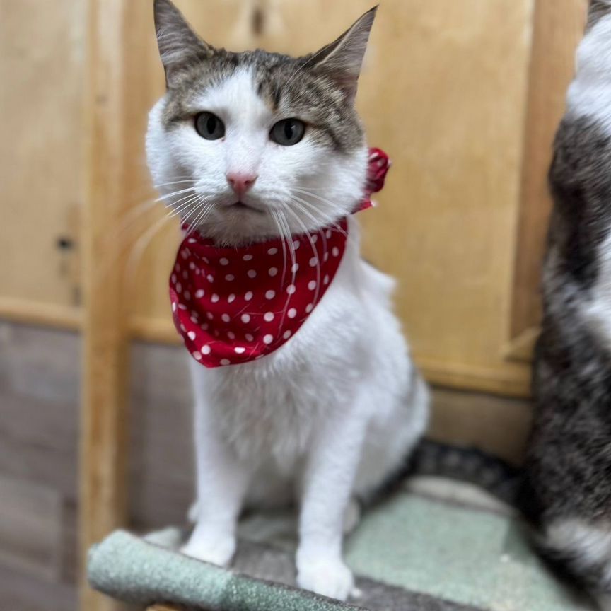 Взрослый кот в добрые руки