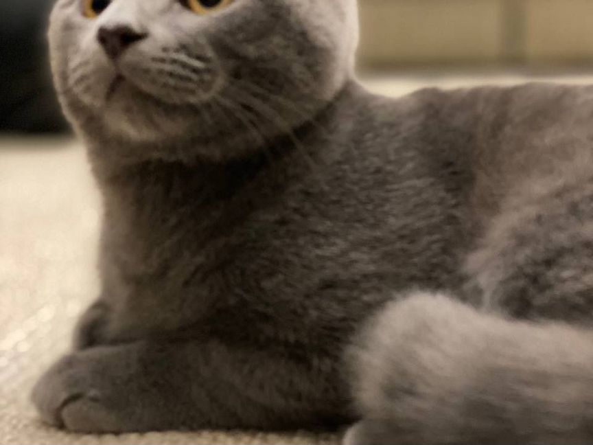 Котенок Серкан