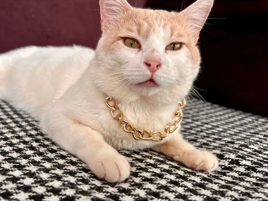 Интеллигентный кот в добрые руки