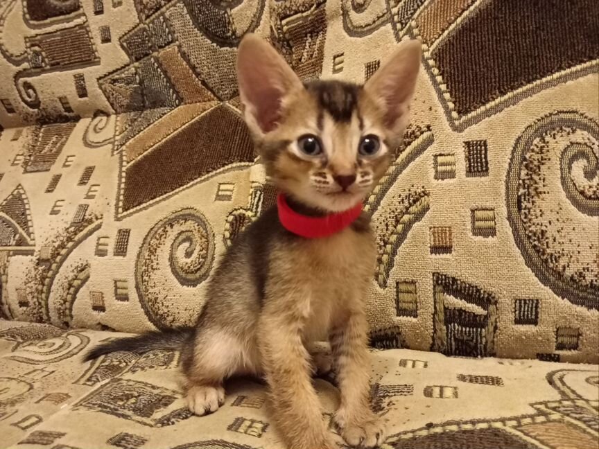 Абиссинские котята