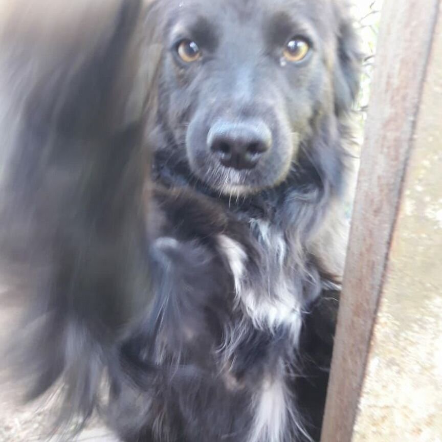 Собачка в добрые руки