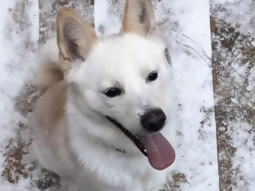 Веселый Лучик из приюта