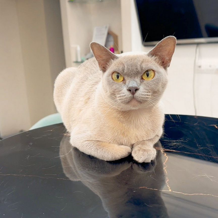 Бурманская лиловая