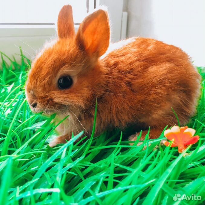 Кролик карликовый - мини ласковый