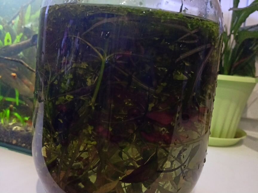 Аквариумные растения бесплатно