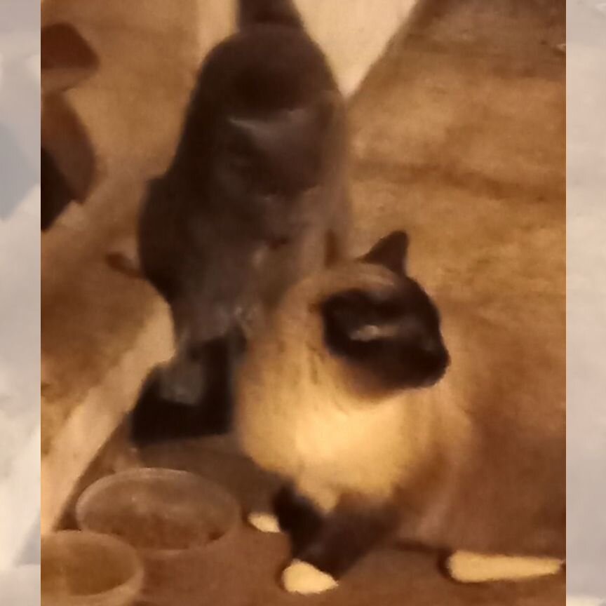 Взрослый кот в добрые руки