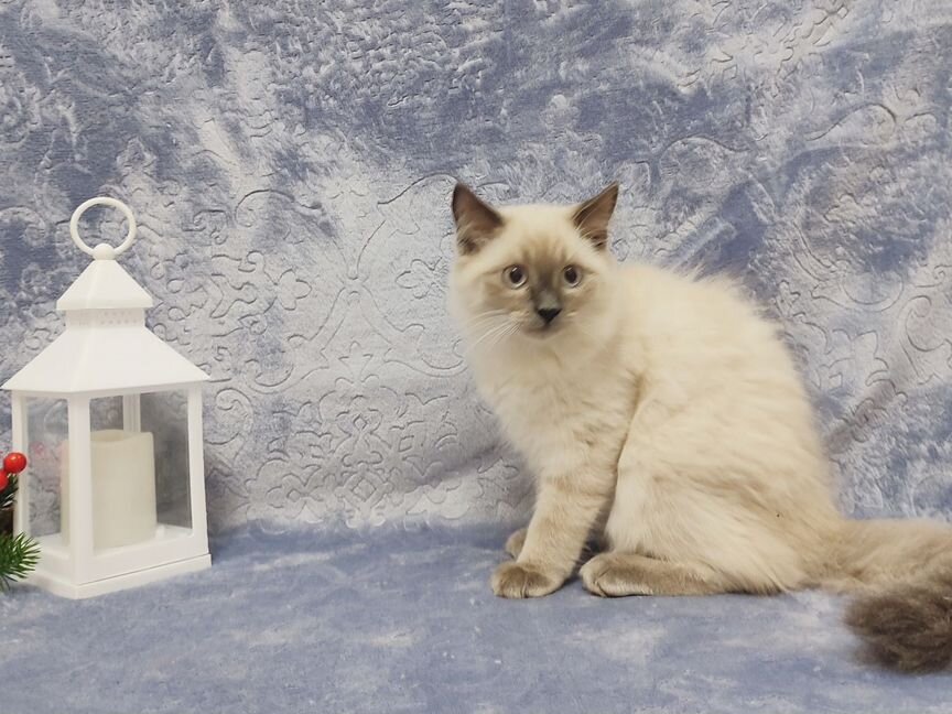 Невские маскарадные котята