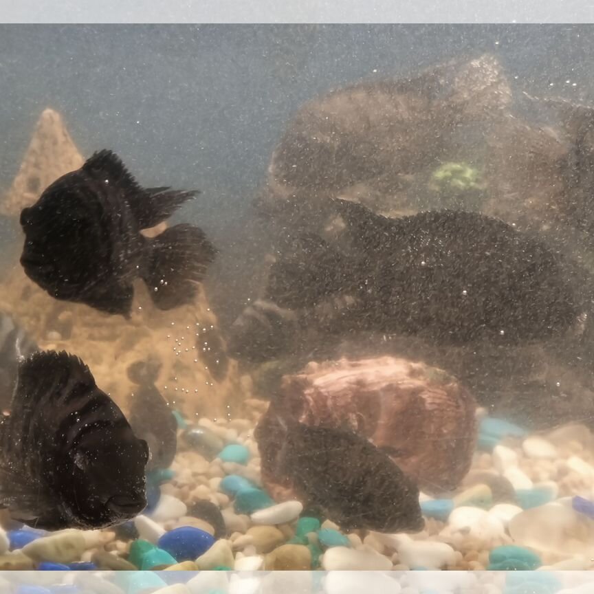 Цихлиды чернополосые