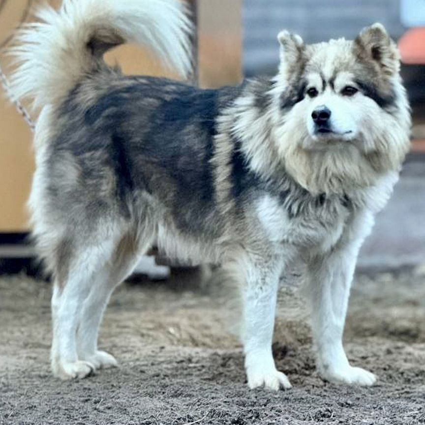 Аляскинский маламут, взрослая собака