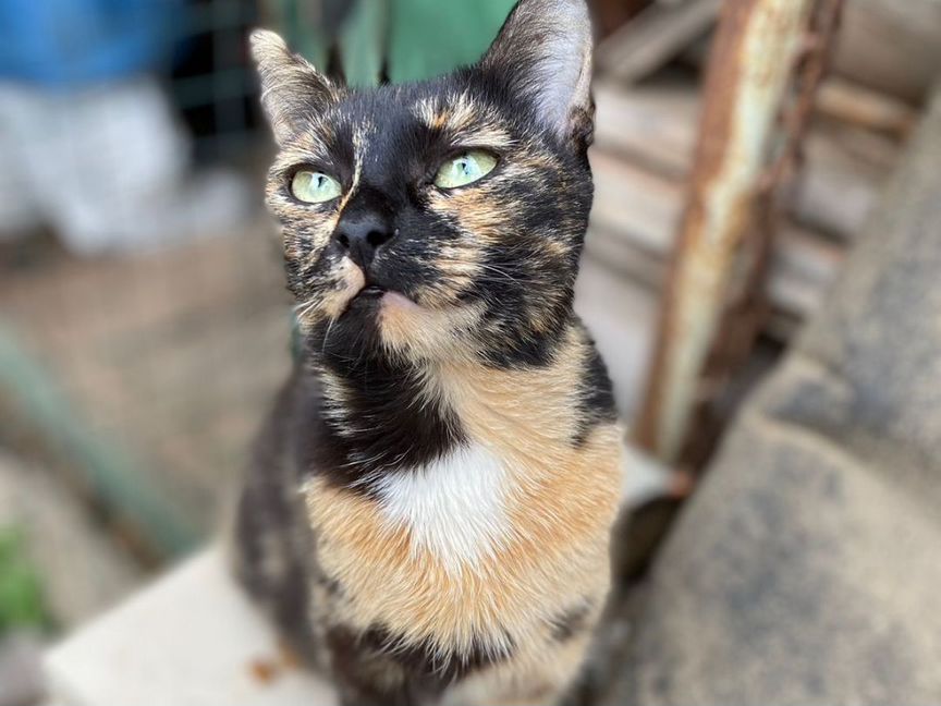 Кошка в добрые руки