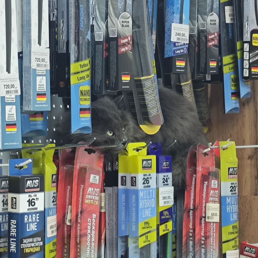 Взрослый кот в добрые руки