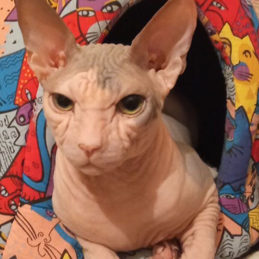 Донской сфинкс, кот вязка