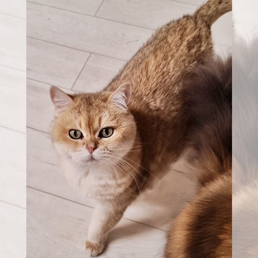 Британская короткошёрстная кошка, взрослая