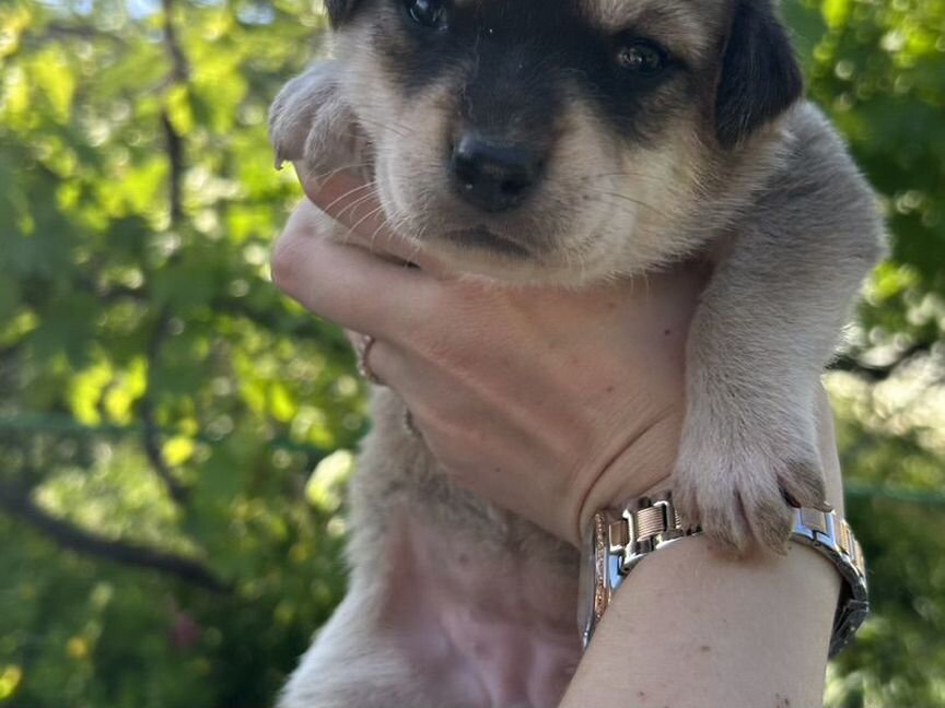 Щенок в добрые руки бесплатно