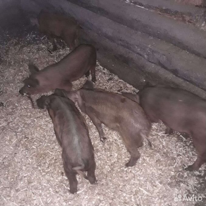 Поросята Дюрок