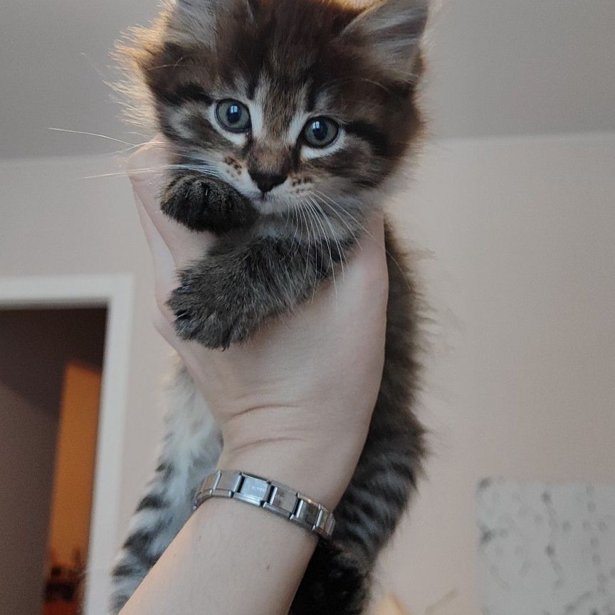 Котята