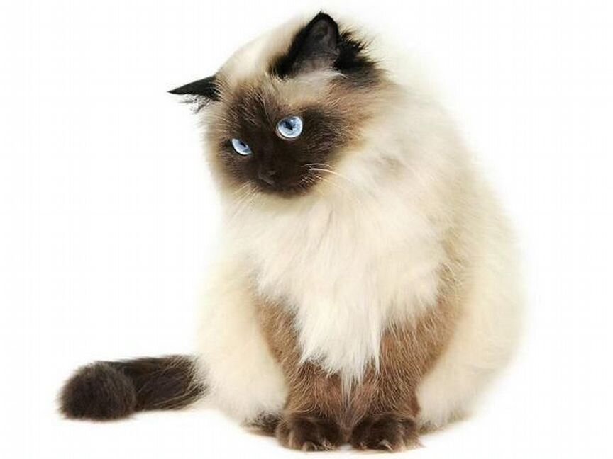 Сиамская кошка